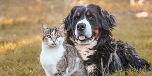 How to choose the right pet | Southern Cross Pet Insurance