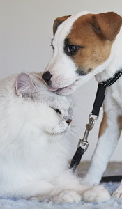 Introducing a new pet to an existing pet | Southern Cross Pet Insurance